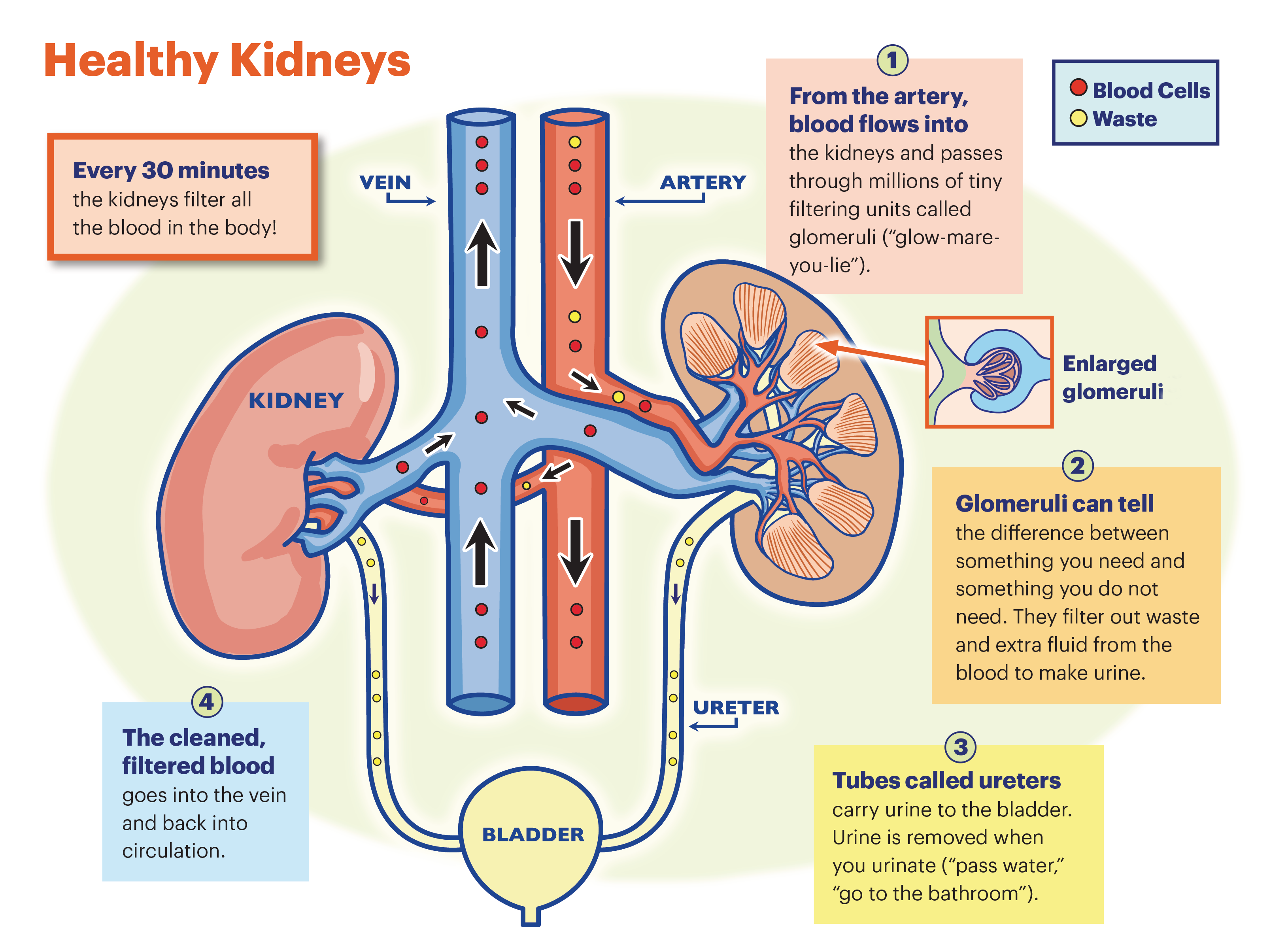 How Your Kidneys Work National Kidney Foundation How Your Kidneys Work National Kidney Foundation